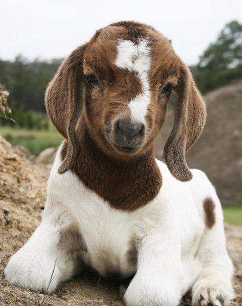Home - British Boer Goat Society