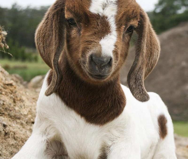 Cute Baby Boer Goats