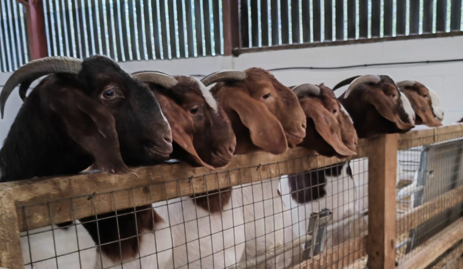 Grassroots – British Boer Goat Society